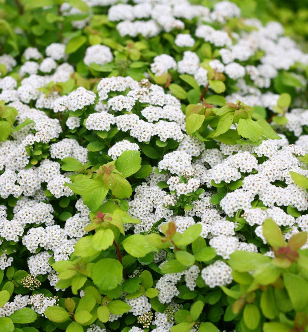 Glow Girl Birchleaf Spirea Natorp S Online Plant Store